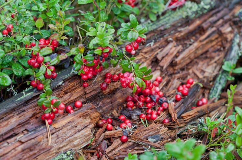 Wilde Beeren im Wald stockbild. Bild von healthful, beere - 29035363