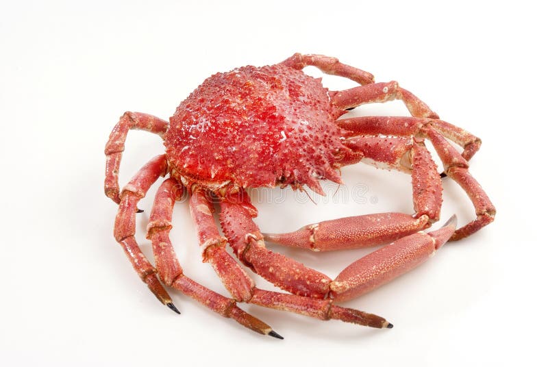 Wilde rote Krabbe stockbild. Bild von netz, breitband - 32865907