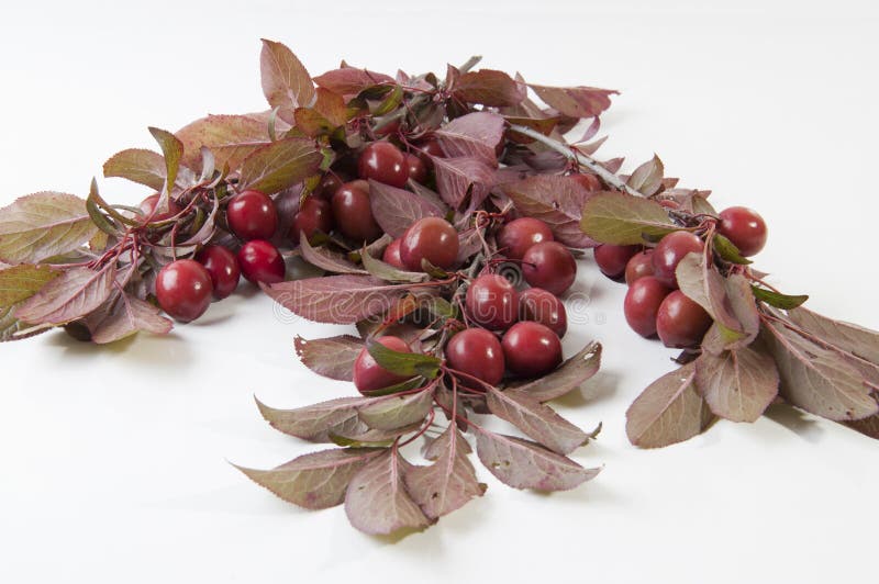 Wilde rote Pflaumen stockbild. Bild von zicklein, knochen - 24997251