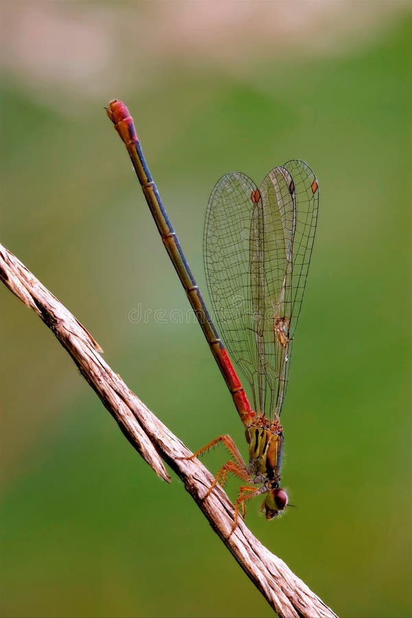 Schwarze rote Libelle stockbild. Bild von insekt, grau - 60478237