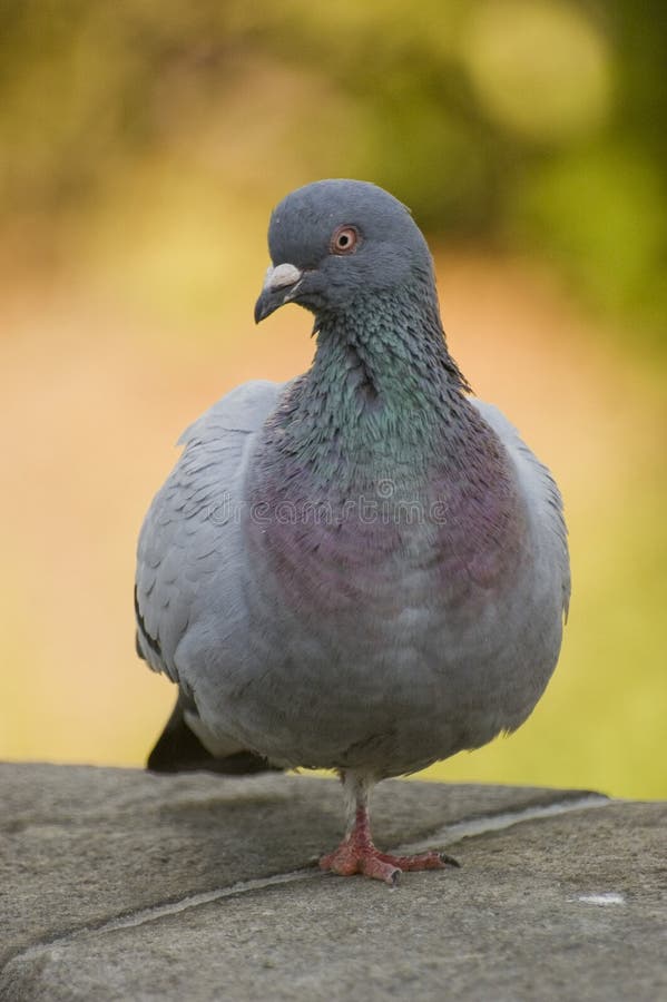 De Rotsduif ( Columba Livia ) Stans Op Een Marmeren Traliewerk Stock ...