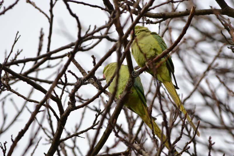 Wilde Sittiche Hyde Park London Stockfoto - Bild von london ...