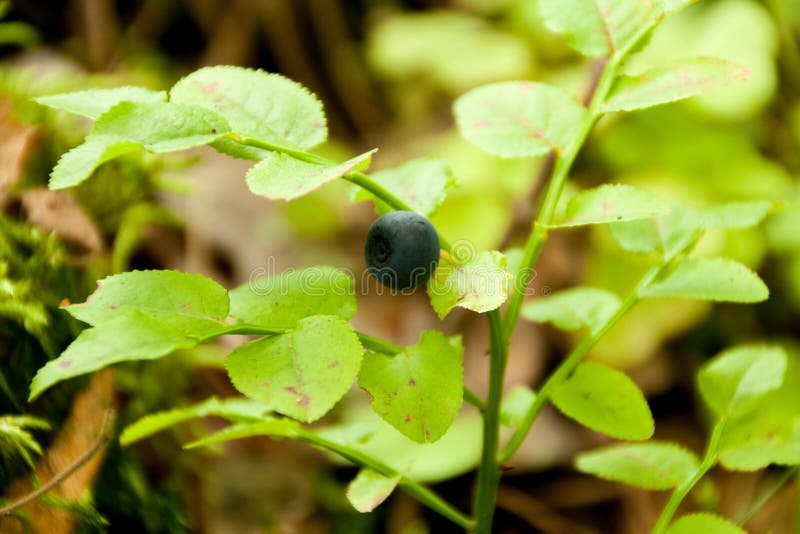Wilde Struik Van Bosbes Met Vruchten In Zonnig Bos Stock Foto ...