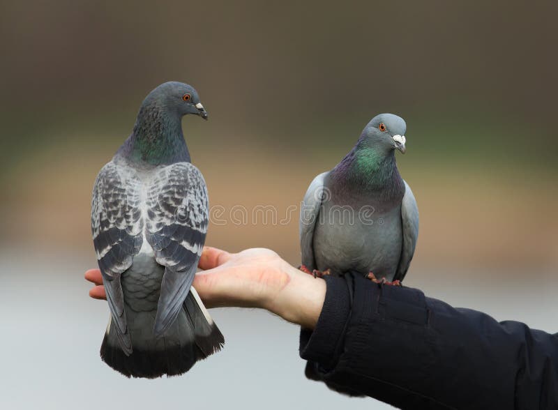 Wilde Taube (Columba Livia) Stockfoto - Bild von grau, feder: 37682936