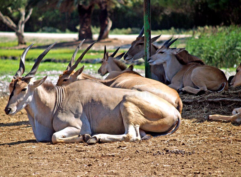 Wilde Tiere stockbild. Bild von wild, ablage, hupe, säugetier - 3666671