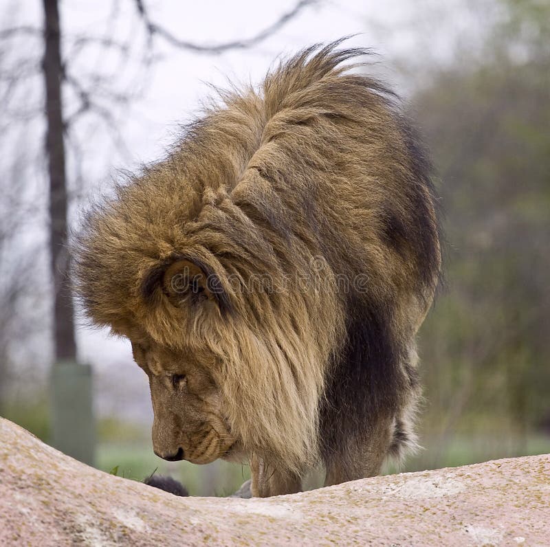 Wilde Tiere stockbild. Bild von abendessen, stimmung, frech - 9545417