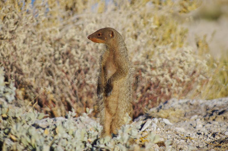 Wilde Tiere Von Afrika: Stehender Mungo Stockfoto - Bild von tansania ...