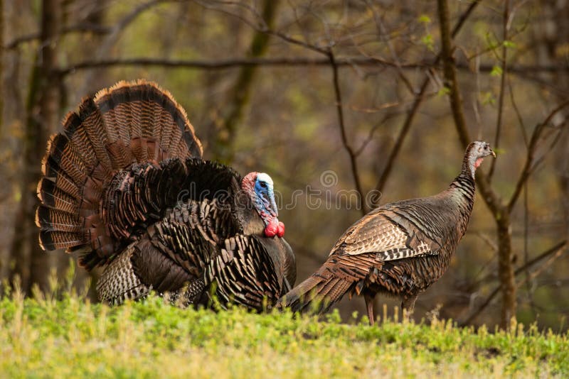 Wilder Truthahn stockfoto. Bild von thanksgiving, federn - 39906176