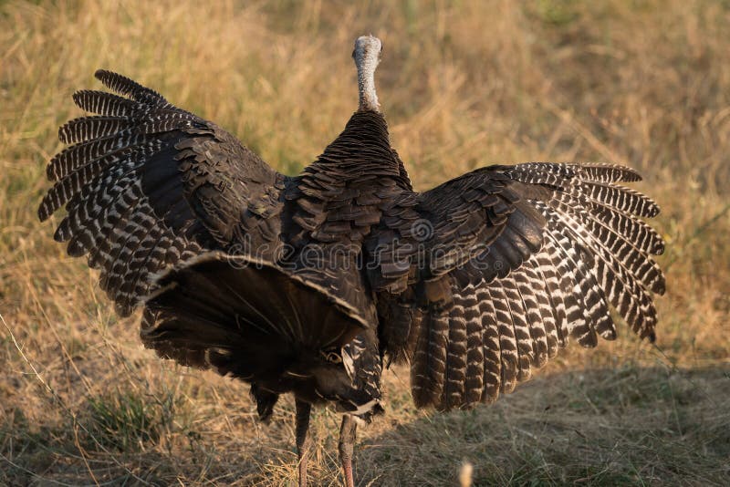 Wilder Truthahn Mit Den Schwanzfedern Heraus Aufgelockert Stockbild ...