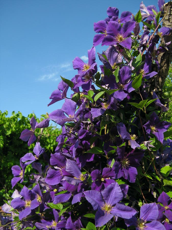 Wilde violette Blumen stockfoto. Bild von blau, laubwerk - 11747128