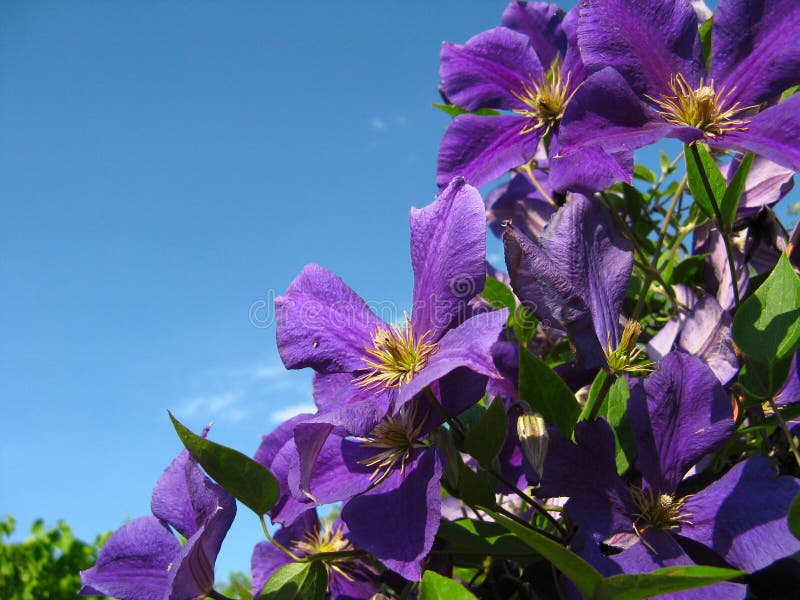 Wilde violette Blumen stockfoto. Bild von blume, blumenblatt - 11977358