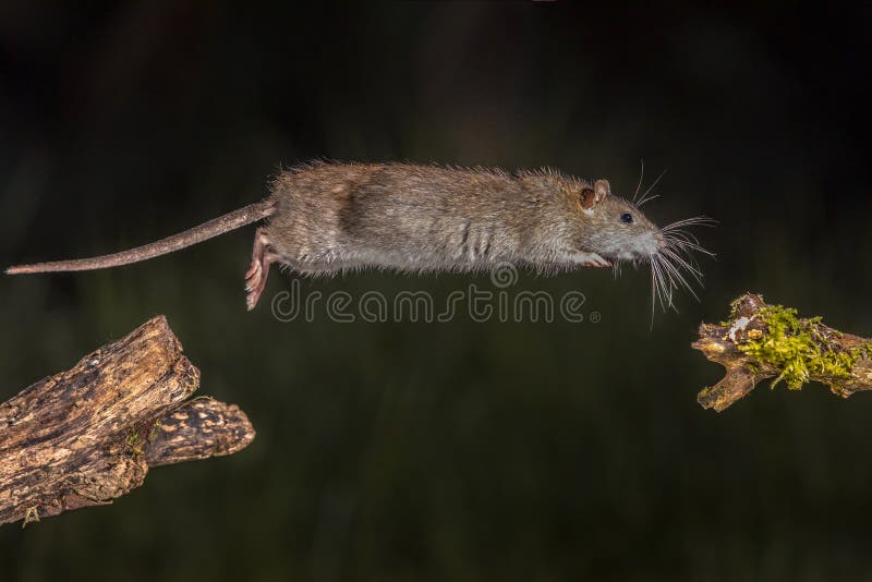 Wanderratte, Rattus Norvegicus Stockfoto - Bild von braun, wildnis ...
