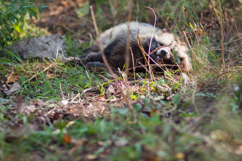 Wilde Wasbeer stock afbeelding. Image of ontwerp, wild - 45079305