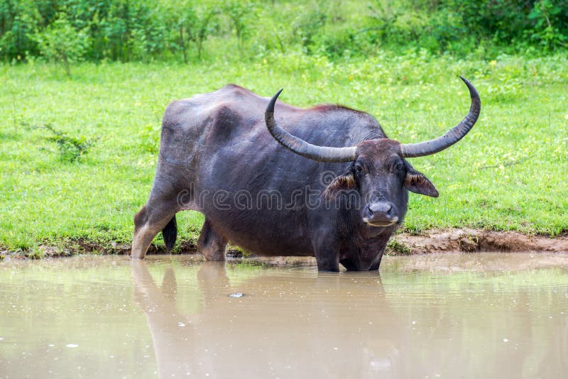 Wilde Waterbuffel in Sri Lanka Stock Afbeelding - Image of park, dier: 64866633