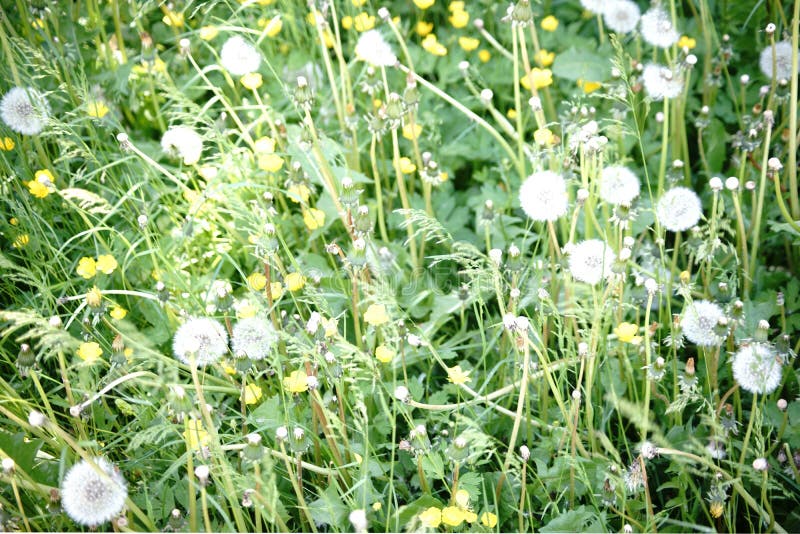 Wilde weide stock afbeelding. Image of grassen, boterbloem - 92921111