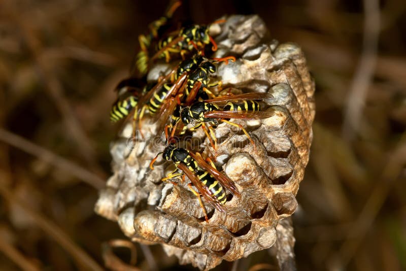 Papierwespen auf Nest stockbild. Bild von programmfehler - 98893539