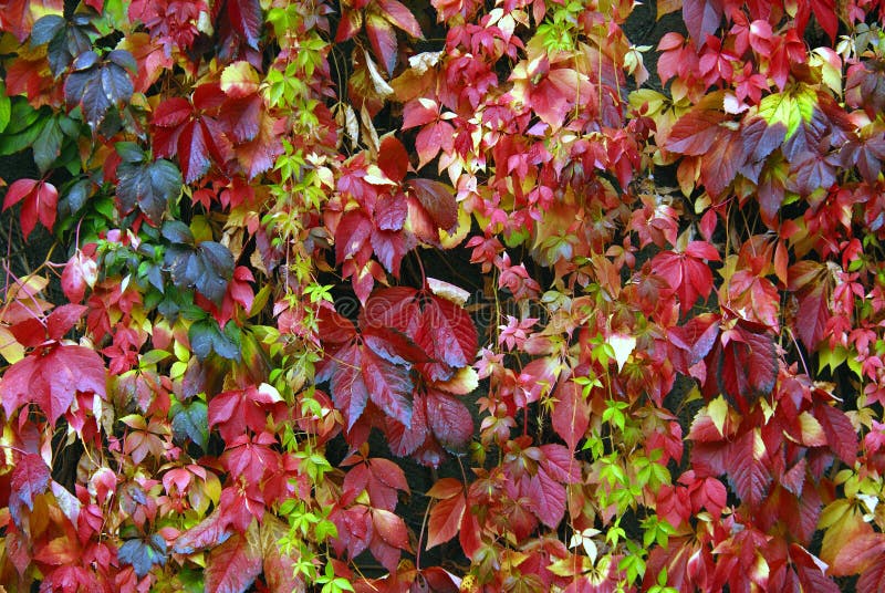 Wilde wingerd stock foto. Image of blad, kader, nave - 13939446