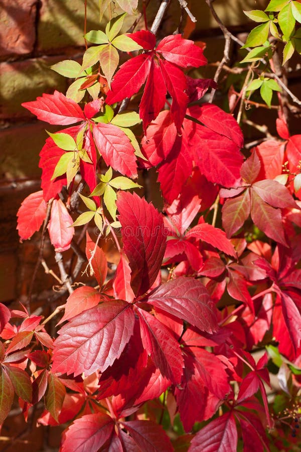 Het Blad Van De Wilde Wingerd Stock Foto - Image of wijnstok, kruipster ...