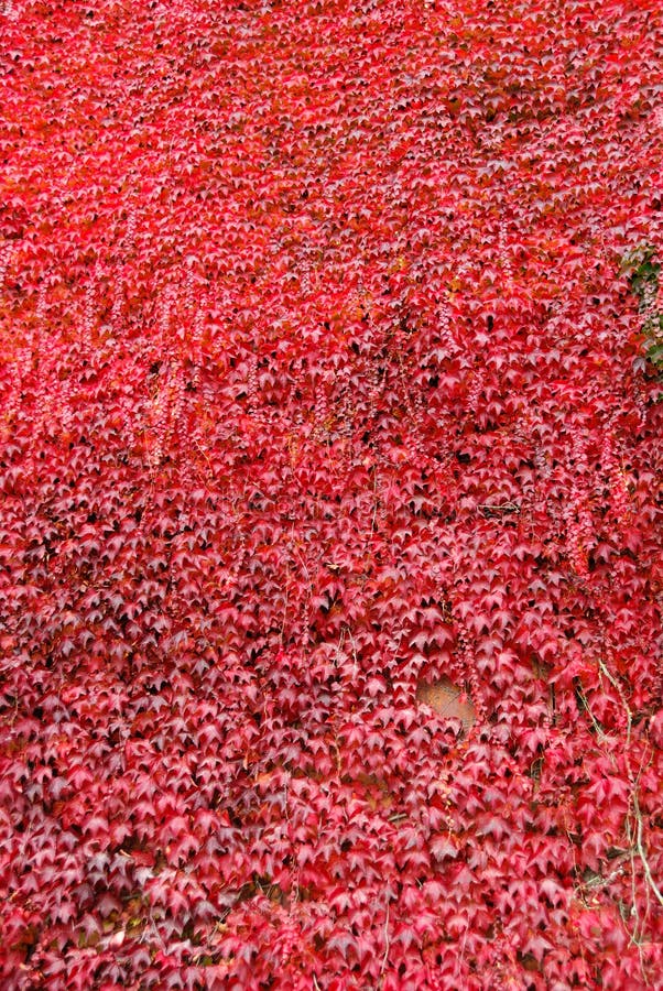 Wilde wingerd stock afbeelding. Image of achtergrond - 29205649