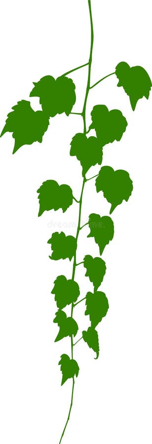 Wilde wingerd. vector illustratie. Illustration of nave - 6747081