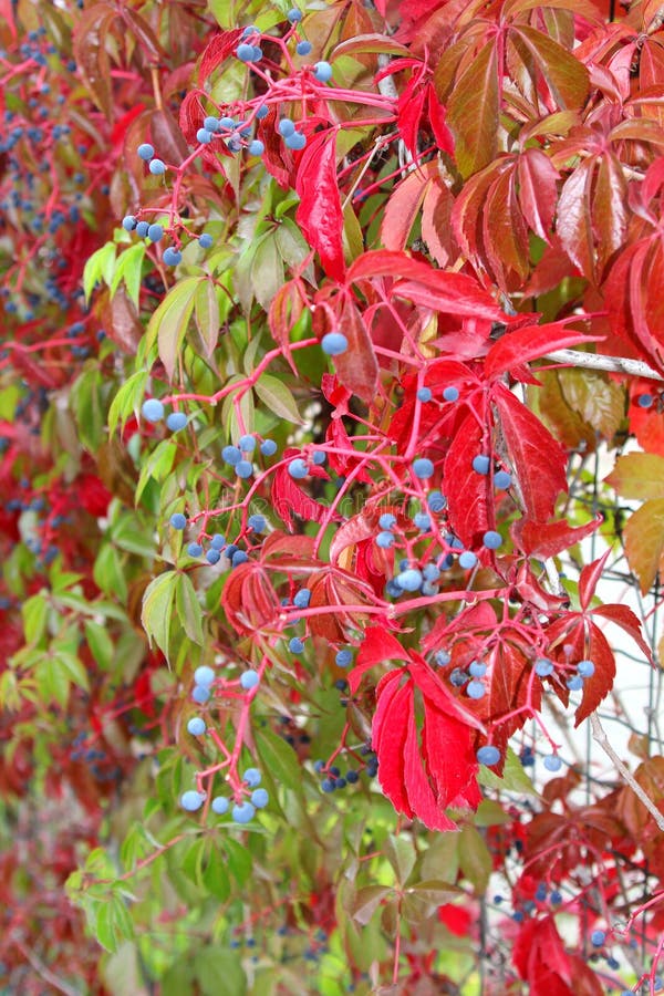 Wilde Wingerd Met Rode Bladeren En Blauwe Bessen Stock Afbeelding ...