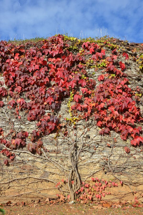 Wilde Wingerd Op Een Steenmuur Stock Afbeelding - Image of enkelvoudig ...