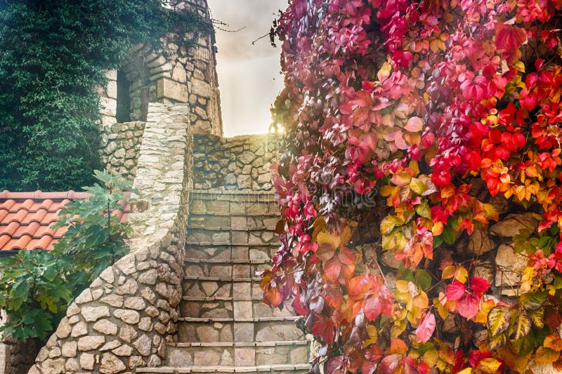 Wilde Wingerd Op Steenmuren Stock Foto - Image of trap, klimmen: 63148088