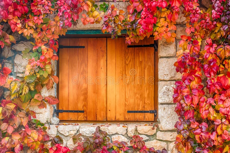 Wilde Wingerd Op Steenmuren Stock Afbeelding - Image of naughty, nave ...