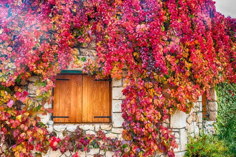 Wilde Wingerd Op Stenen Muren Stock Foto - Image of klimmer, rood: 63149244