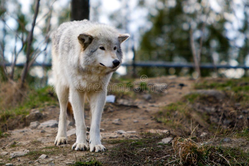 Wilde Wolf in Het Meest Forrest Stock Foto - Image of brits, koude ...