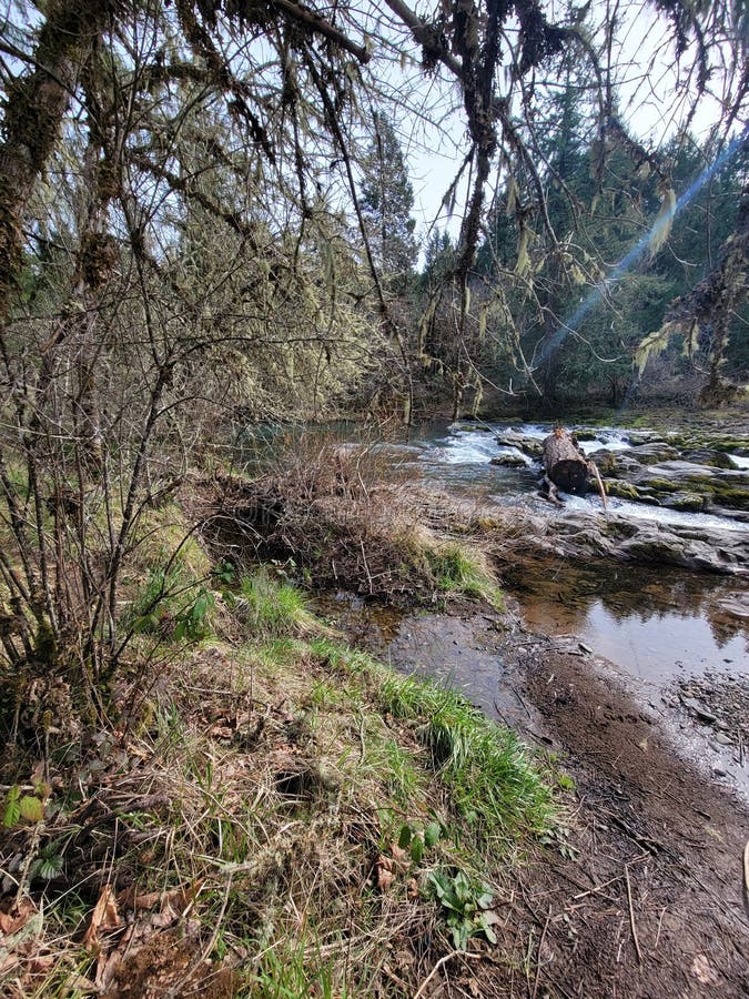 Wilde wood falls stock photo. Image of water, falls - 244308042