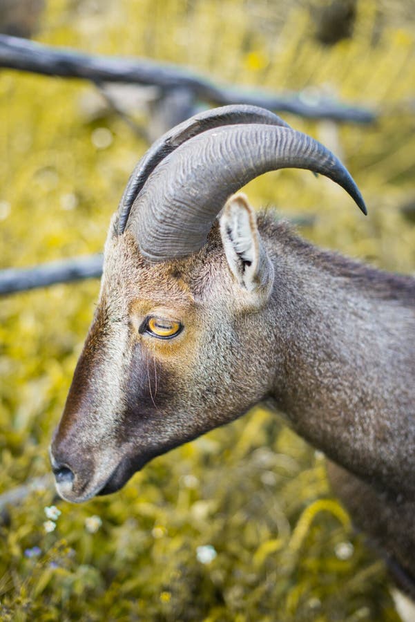 Wilde Ziege stockfoto. Bild von wald, hügel, klasse, säugetier - 61110808