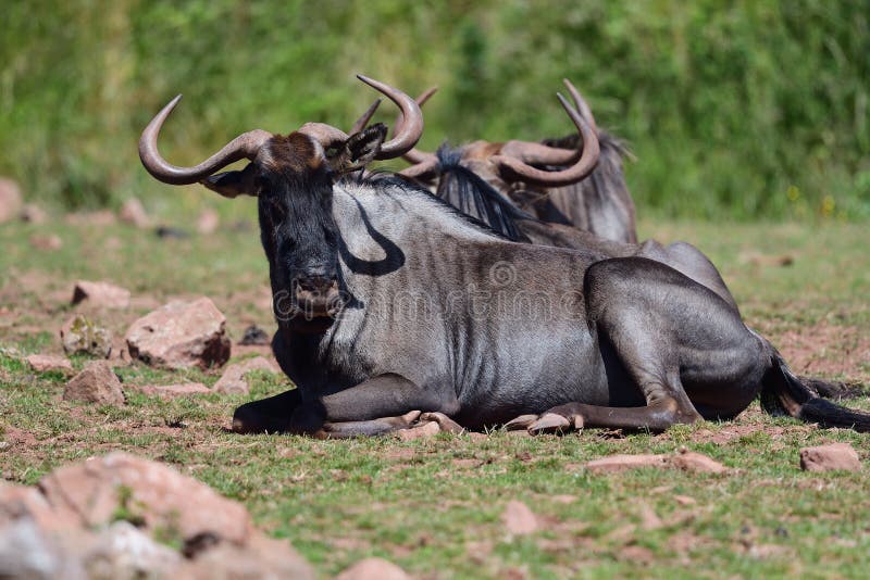 Wildebeast stock image. Image of animal, grassland, mammal - 122238119