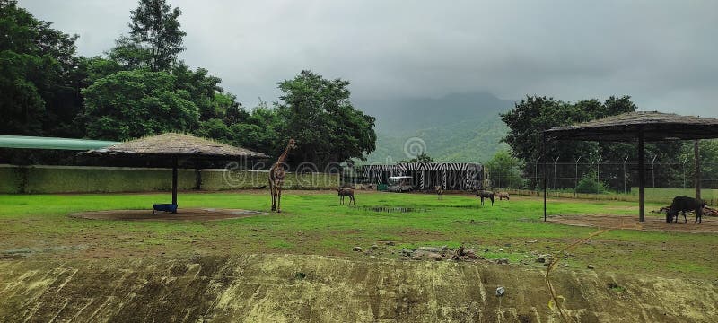 Wildebeasts and Giraffe in the Zoo of Statue of Unity in Gujarat Stock ...