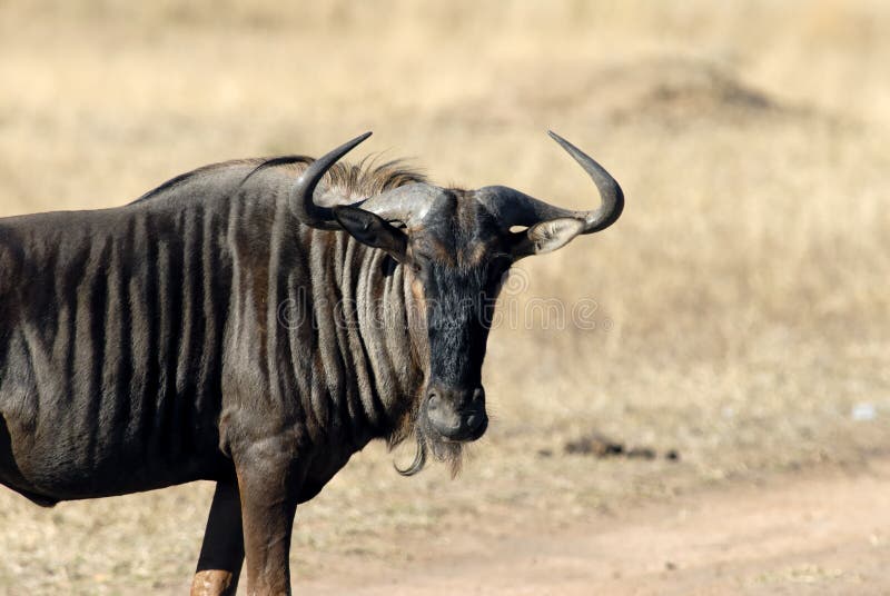 Wildebeest stock photo. Image of kruger, park, africa - 12092008