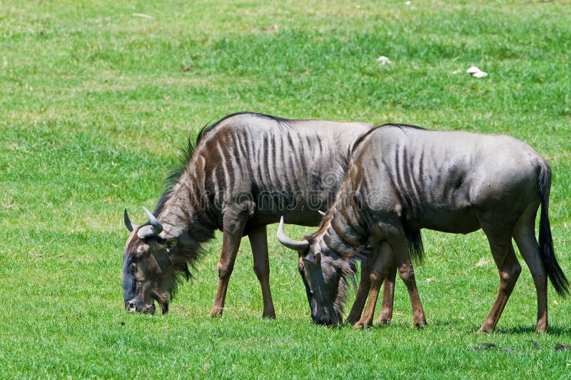723 Wildebeest Eating Grass Stock Photos - Free & Royalty-Free Stock ...