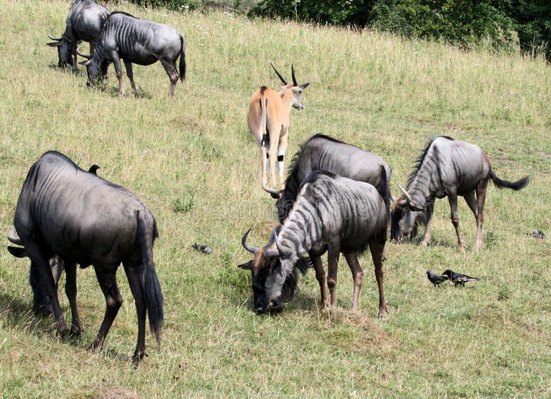 723 Wildebeest Eating Grass Stock Photos - Free & Royalty-Free Stock ...