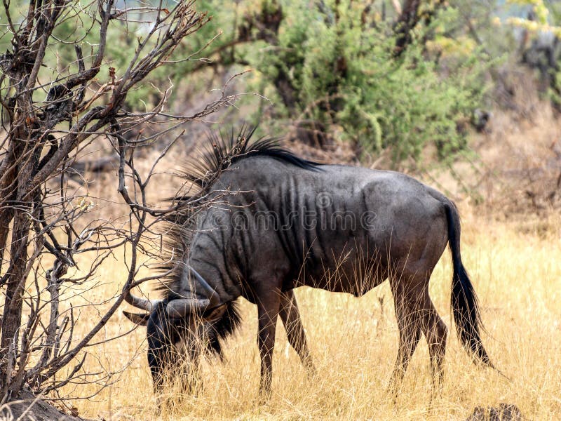 722 Wildebeest Eating Grass Stock Photos - Free & Royalty-Free Stock ...