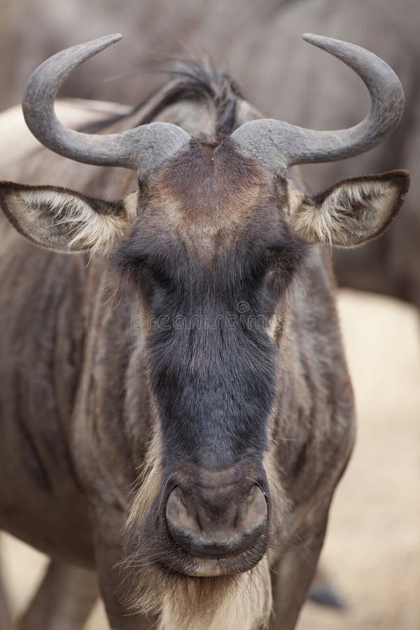 Wildebeest 7804 stock photo. Image of wildebeest, face - 21355660