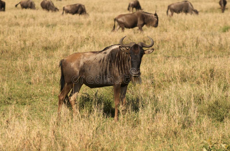 Black-bearded Wildebeest, Kalahari Desert Stock Photo - Image of black ...