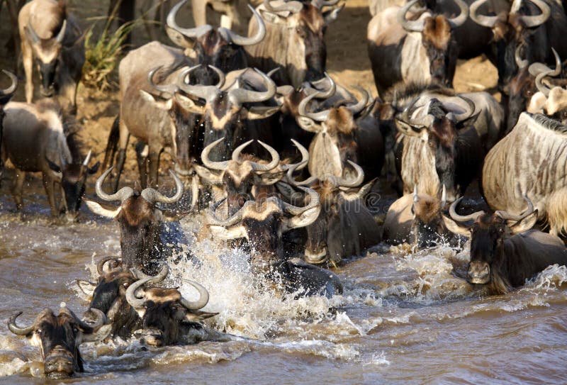 Wildebeest jumping stock image. Image of mammiferi, river - 7415951