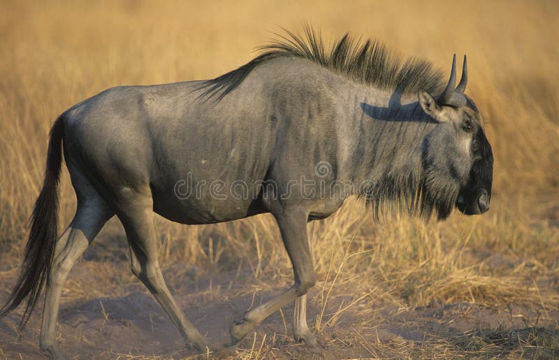 Wildebeest (Connochaetes Taurinus) on Savannah Stock Image - Image of ...