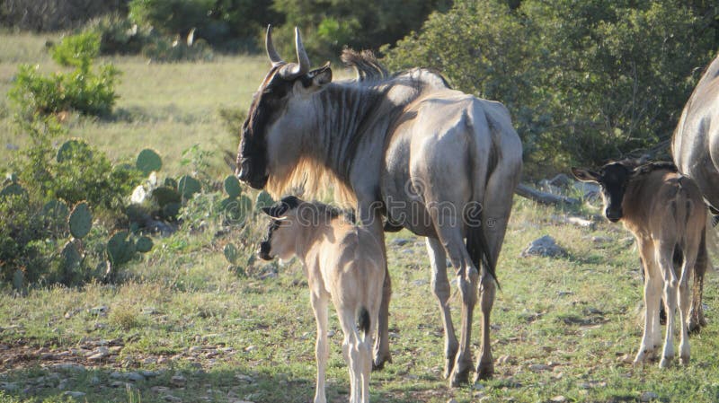 Wildebeest Cows and Calves stock photo. Image of calf - 97262882