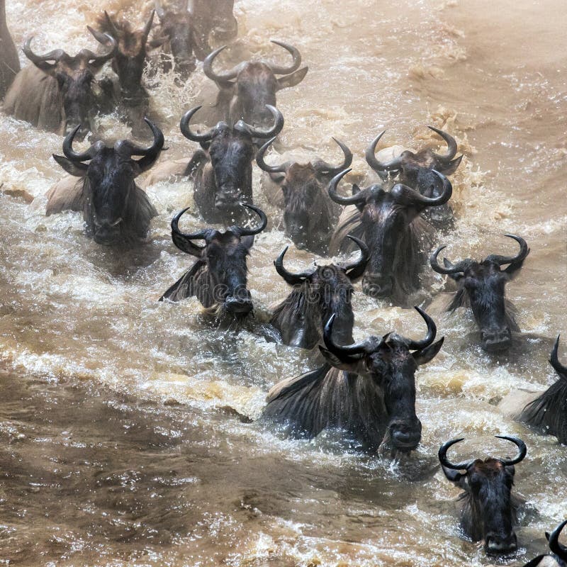Wildebeest Crossing in the Mara River Africa Stock Photo - Image of ...