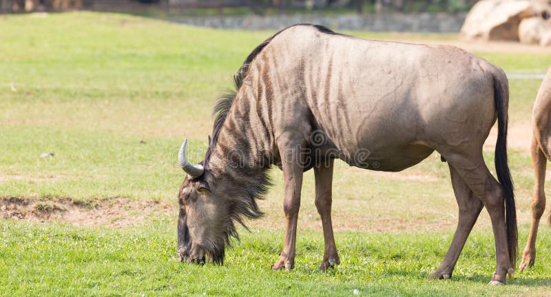 722 Wildebeest Eating Grass Stock Photos - Free & Royalty-Free Stock ...