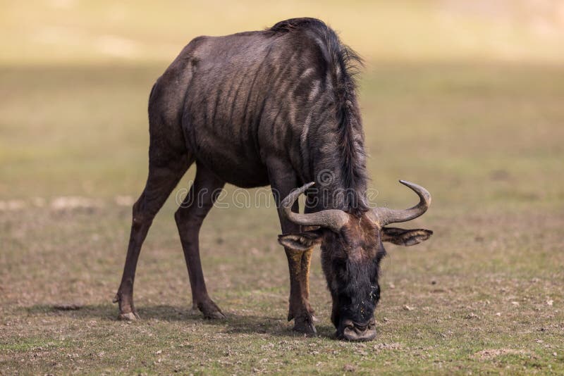 A Wildebeest Eats Grass in the Savannah Stock Image - Image of safari ...