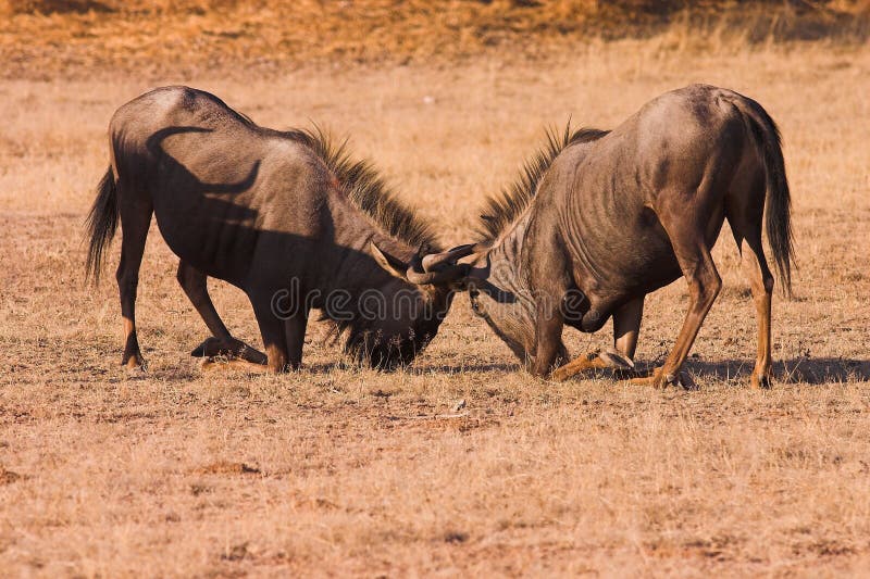 Wildebeest Fighting stock image. Image of reserve, africa - 1279885