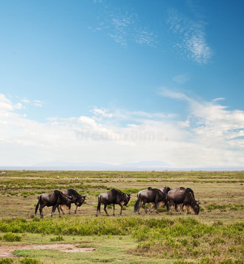 Wildebeest, Gnu on African Savanna Stock Photo - Image of herbivore ...