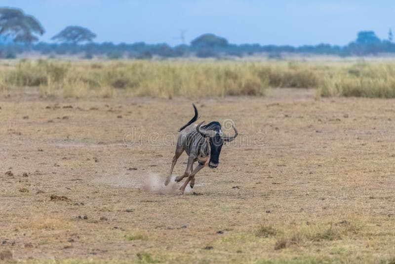 Wildebeest, gnu running stock photo. Image of river - 152250560