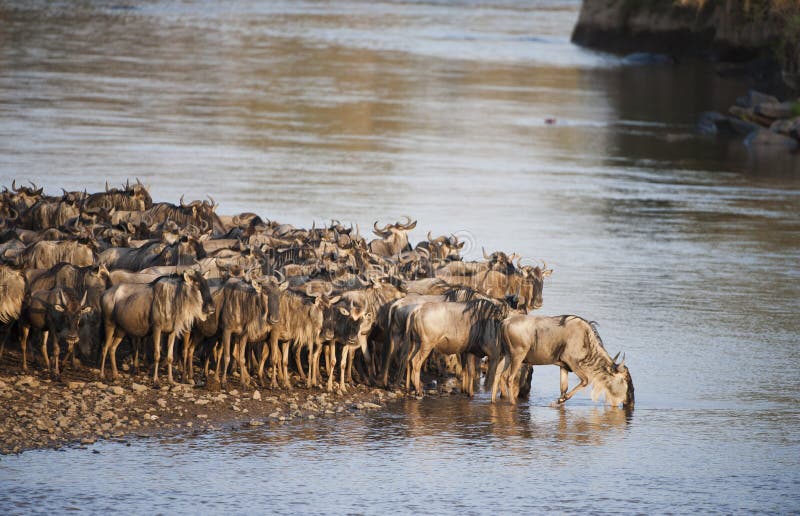 Wildebeest Great Migration, Kenya Stock Photo - Image of destination ...